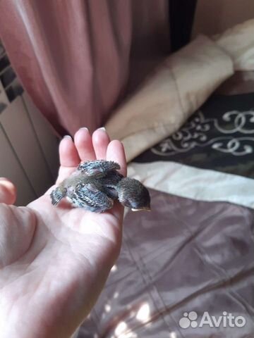 Воробей домашний