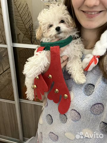 Мальтипу ф1 мини мальтипу новогодний малыш