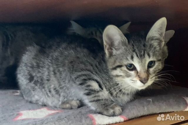 Котята ищут дом