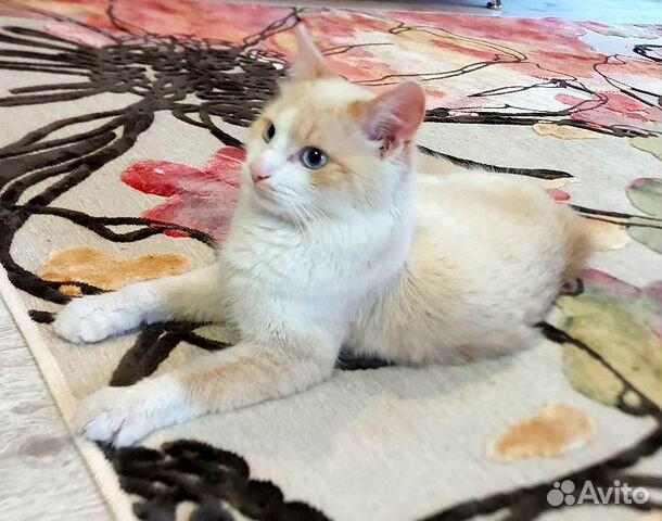 Молодой котик в добрые руки