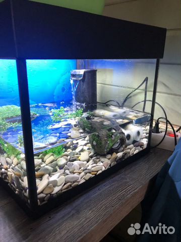 Аквариум с черепахой красноухой