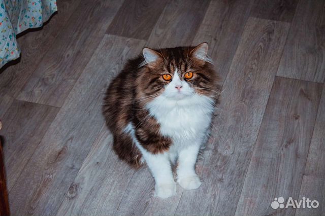 Шотландский Хайленд страйт