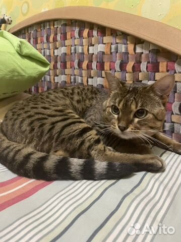 Кот в добрые руки