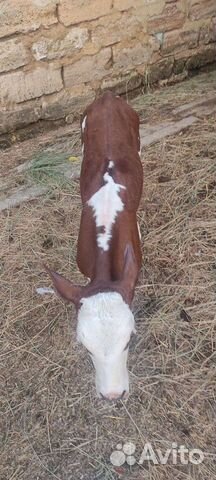 Продам тëлочку от хорошей коровы, один месяц