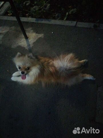 Шпиц померанский только в самые любящие ручки