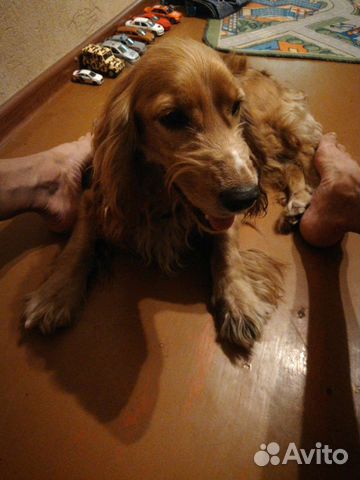 Найдена собака кокер спаниель