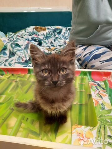 Котята в добрые руки даром