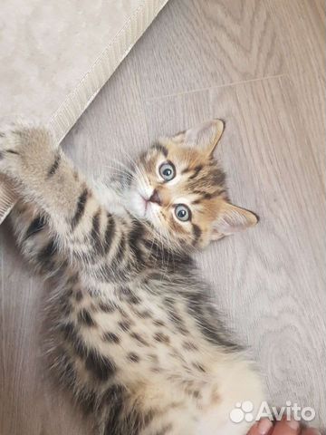 Шотланский котенок