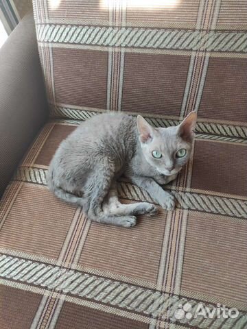 Кошка девон-рекс