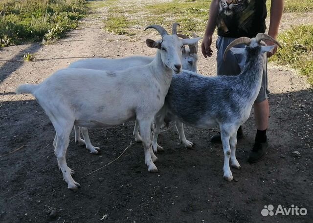 Козы дойные