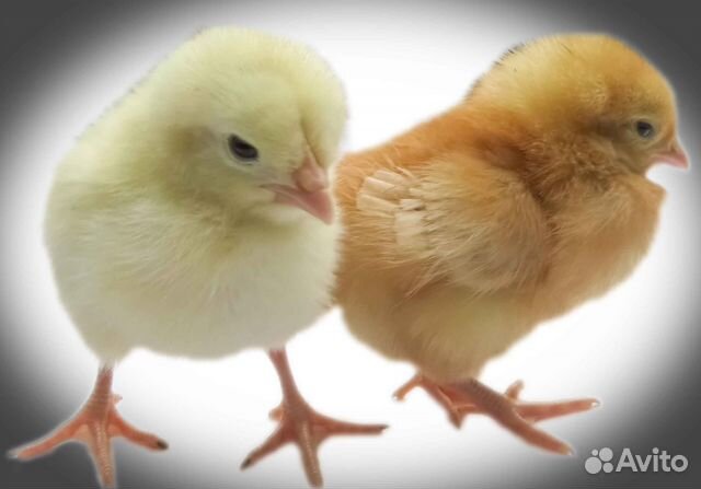 Петушки Суточные