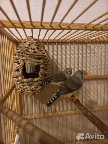 Зебровые амадины