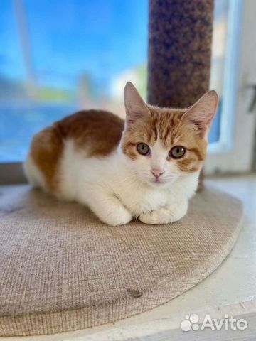 Котодети из приюта ищут своих родителей