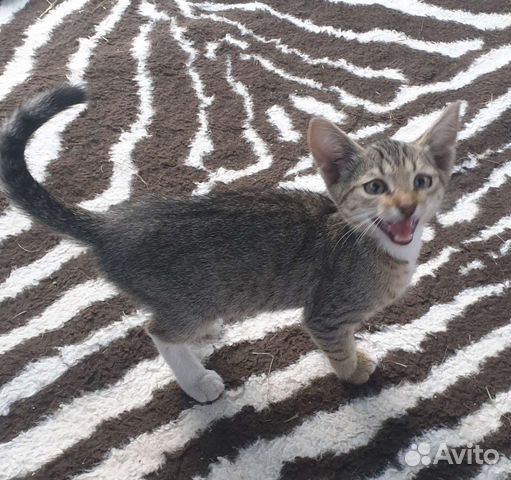 Котенок на удачу