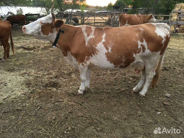 Дойные коровы