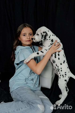 Далматин щенки