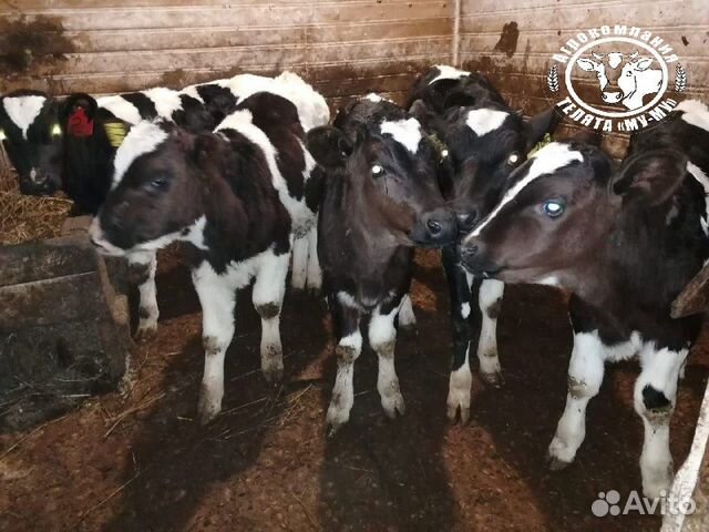 Телята бычки