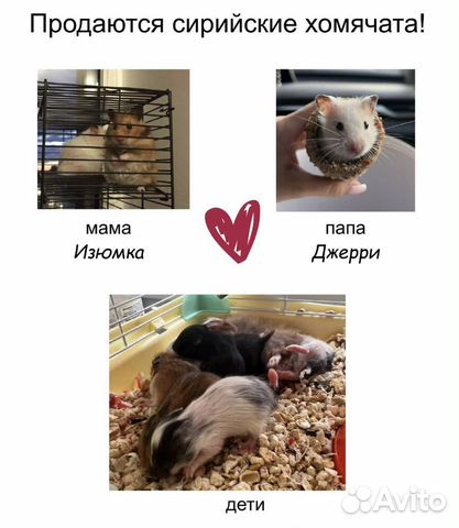 Сирийский хомяк