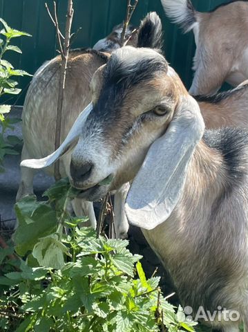 Козлики Нубийцы