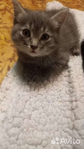 Котята британцы на четверть