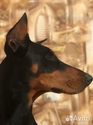 Щенки добермана