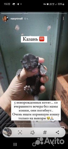 Нужна кормящая кошка