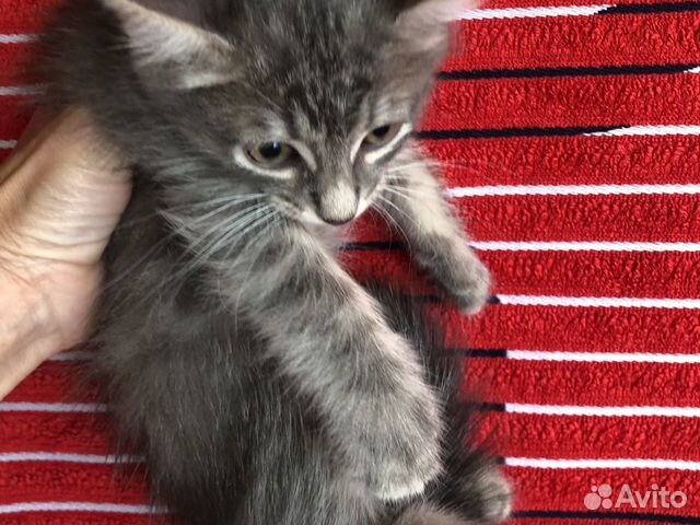 Котята мышеловы