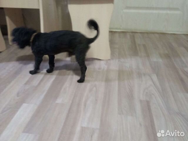 Вязка мальчик.Русская болонка