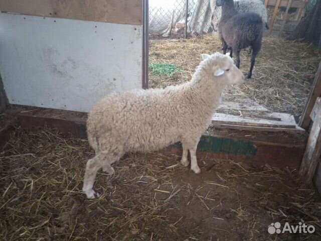 Ягнята баранчики