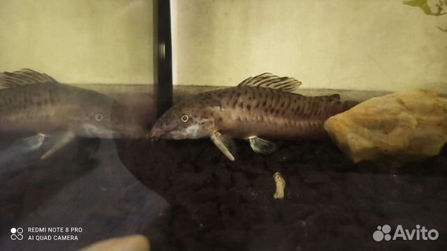 Сом таракатум отдам бесплатно