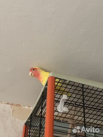 Неразлучник