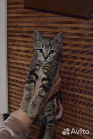 Котенок мраморного окраса, 2,5 месяца