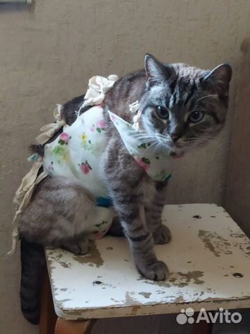 Кошка в дар бесплатно