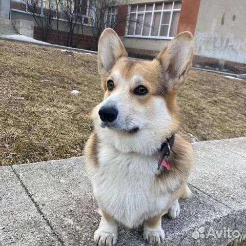 Мальчик Корги 2.5 года ищет невесту