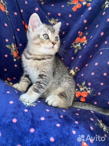 Британские котята короткошерстные