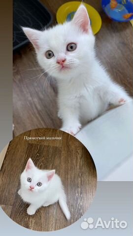 Шотланский вислоухий котенок