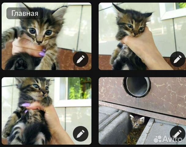 Котята малыши 1,5 месяца