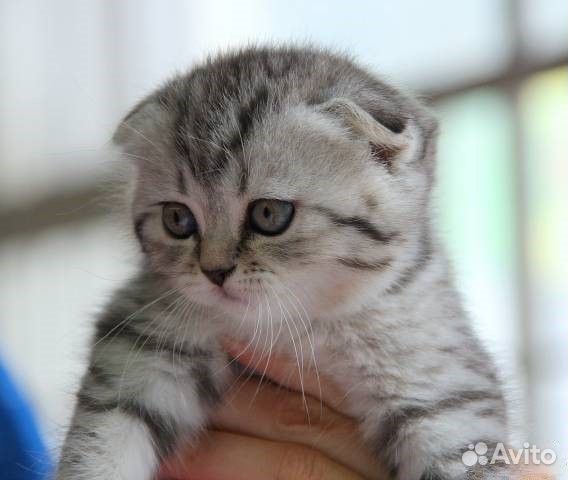 Вислоухие котята