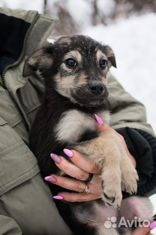 Щенки бесплатно