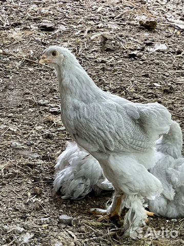 Куры породы брама Изабелла Серебристо-золотистые