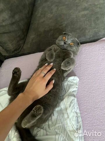 Кот шотландец вислоухий