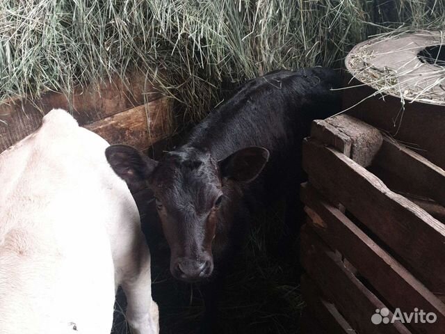 Тёлочка 2 х недельная от высокоудойной коровы