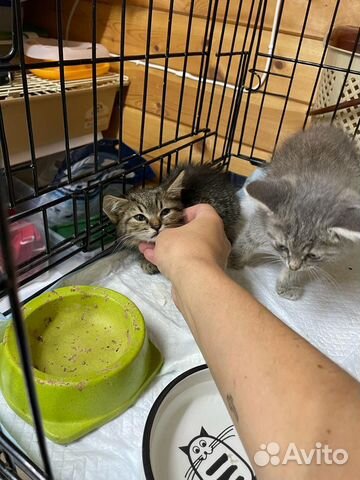 Котята в добрые руки бесплатно