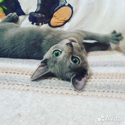 Котята породы русская голубая из питомника