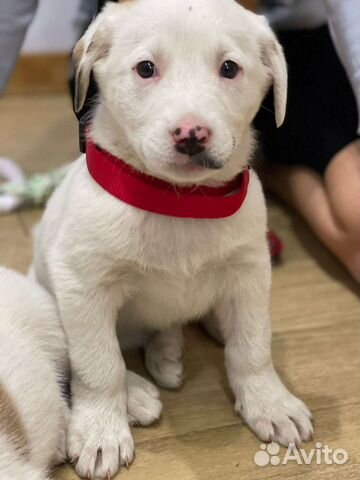 Щенок Линда 1,5мес