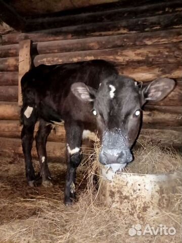 Бычки и быки