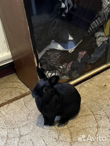 Кролик