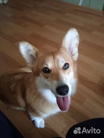 Вельштерьер Корги