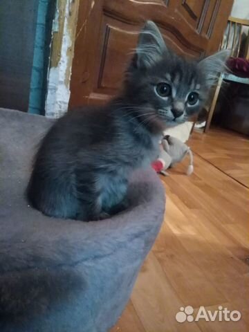 Котенок в добрые руки