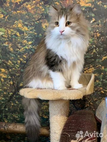 Котик в добрые руки